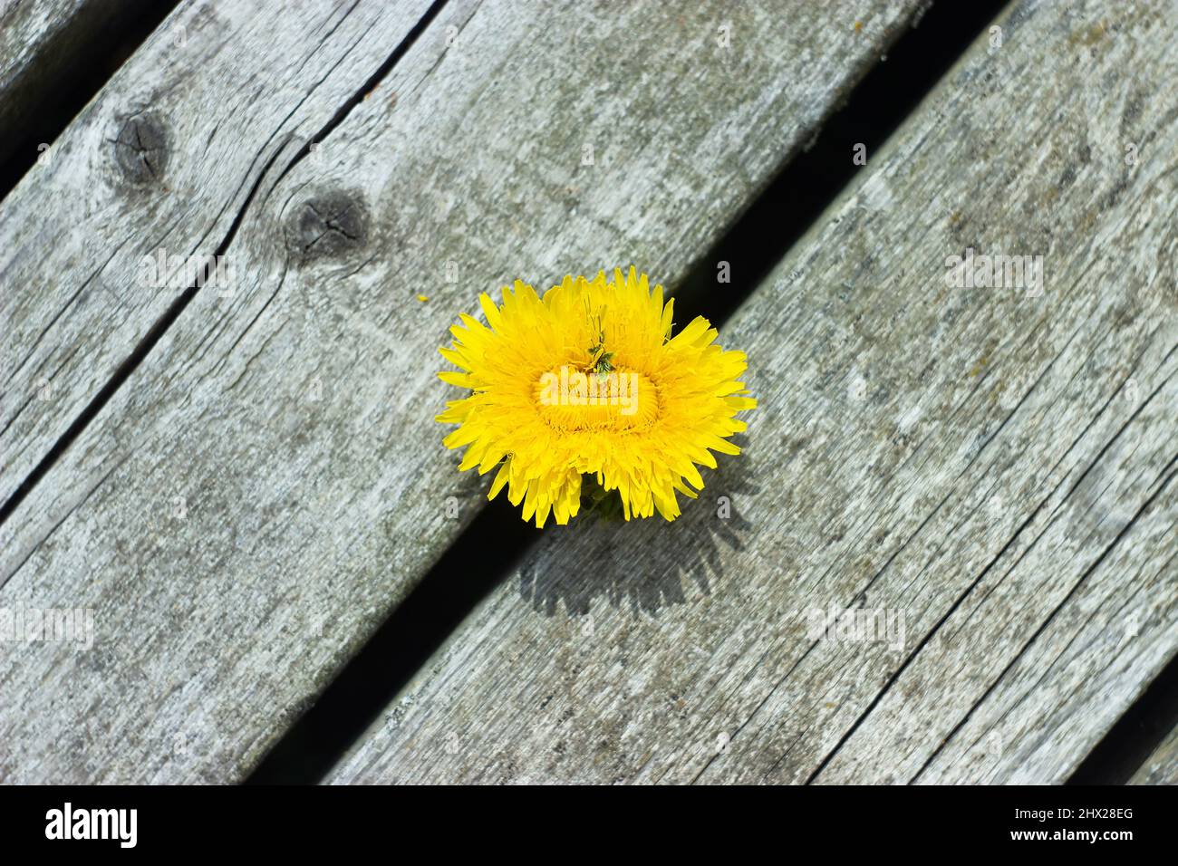 Rare fasciated dandelion stuck in a patio Stock Photo - Alamy