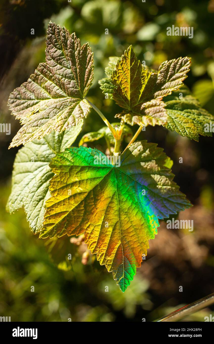 Dispersed leaves hi-res stock photography and images - Alamy