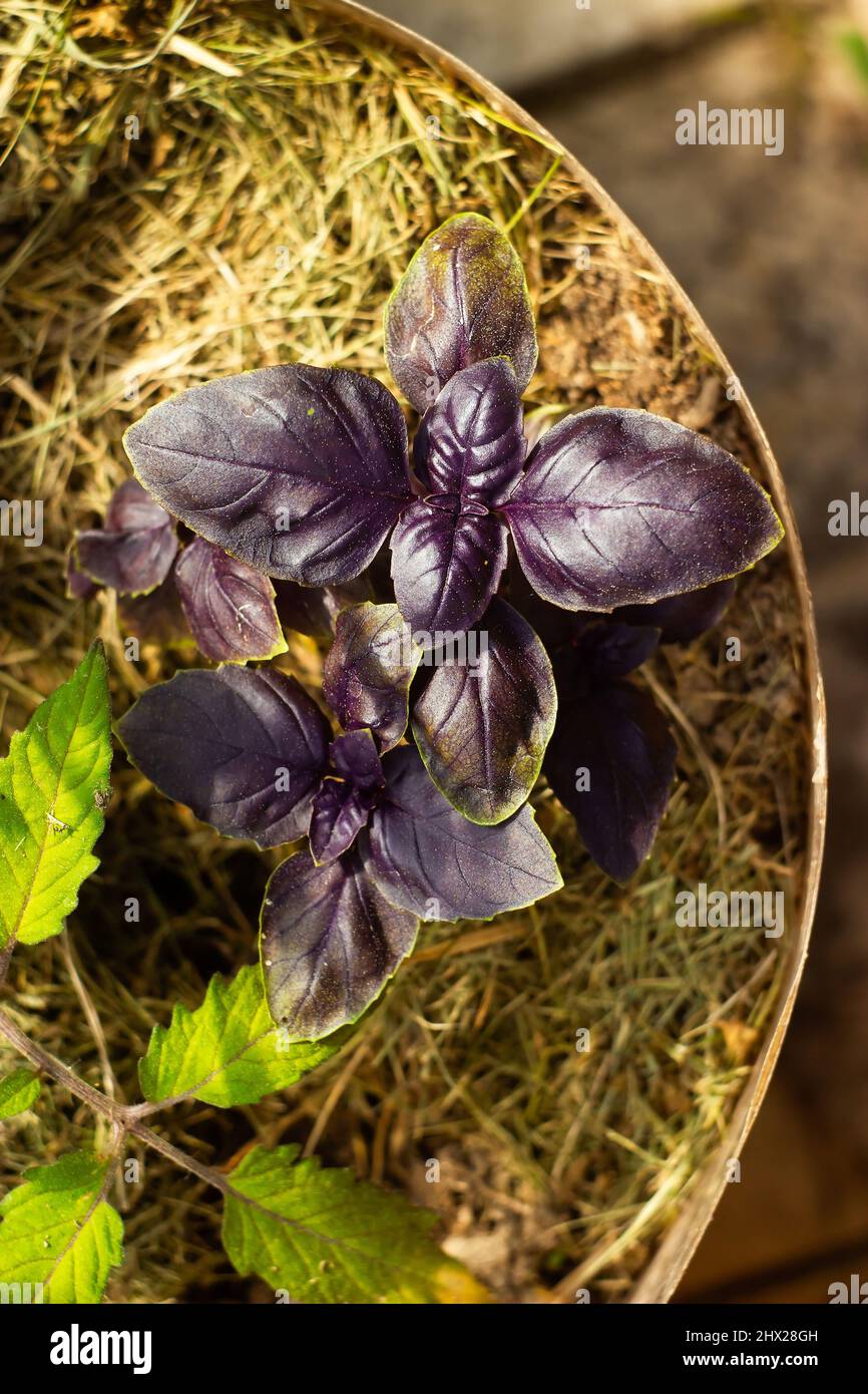 Purple basil growing in pots Stock Photo - Alamy