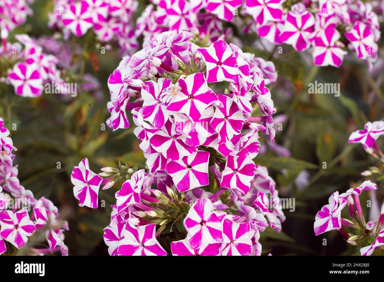 Patch of pink and white striped phlox flowers in the garden Stock Photo ...