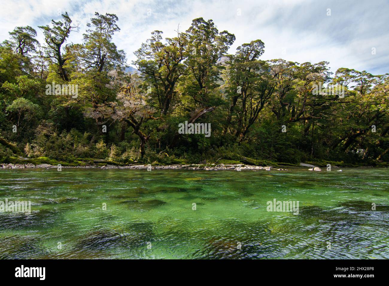 Clinton River New Zealand, Te Anau to Milford Sound, Fiordland National ...