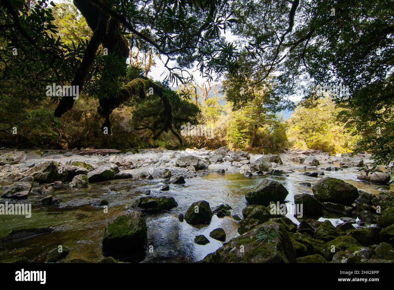 Clinton River, New Zealand forest, Milford track in Fiordland National ...