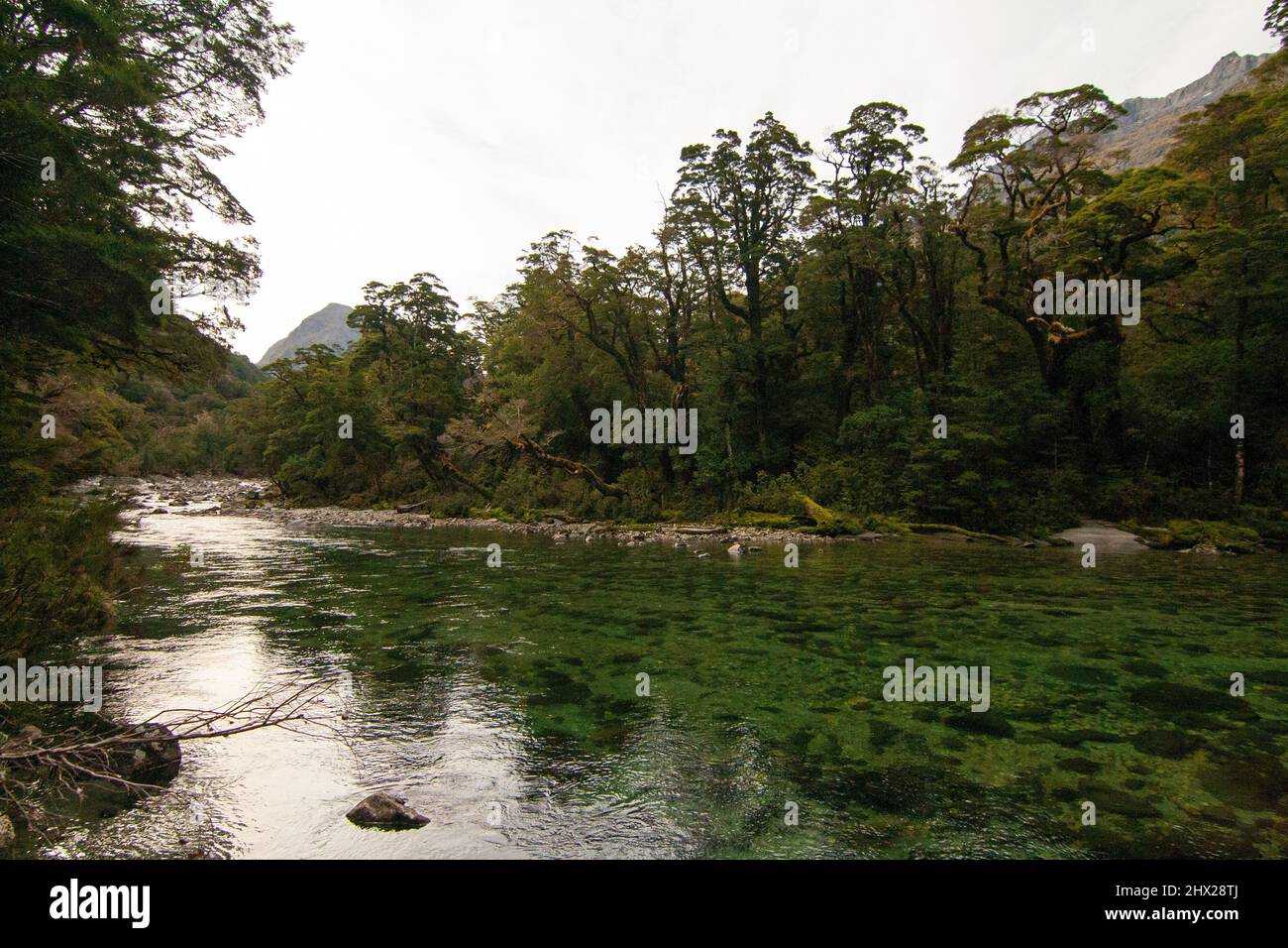 Clinton River New Zealand, Te Anau to Milford Sound, Fiordland National ...