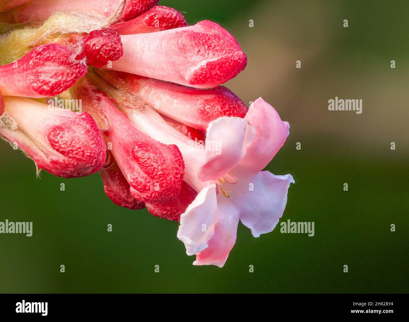 Flower bud of a scented snowball (Viburnum x bodnantense), also known ...