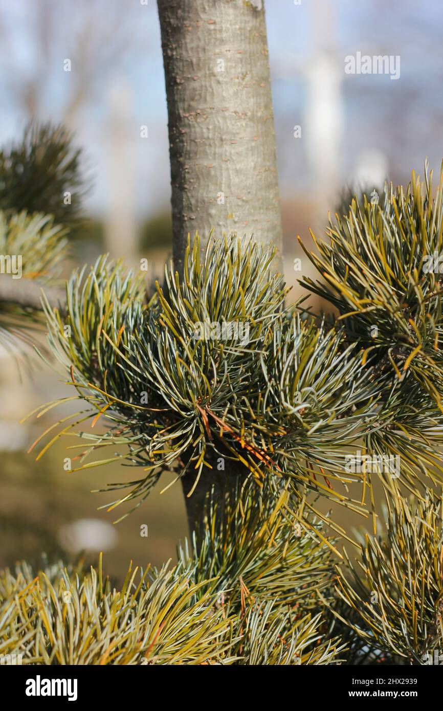 Closeup of a lush green pine tree growing in the sunny meadow Stock ...
