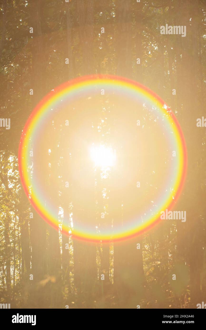 Rainbow or light ray from the sun rising through the forest. Lens flare ...