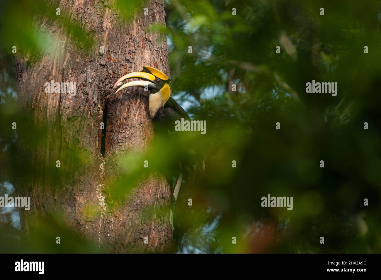 Great Hornbill Nest