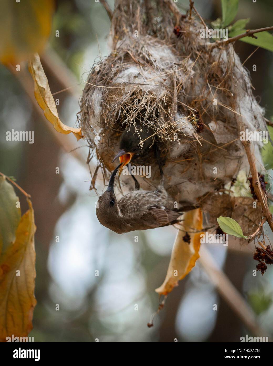 Interesting bird nest hi-res stock photography and images - Alamy