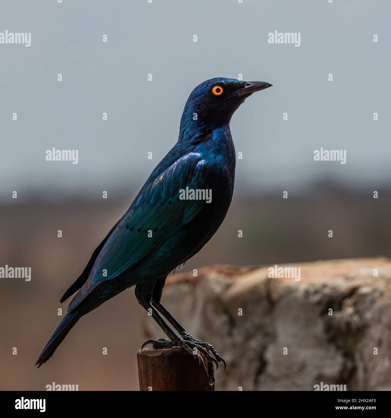 Side view of a blue cape starling on eye level Stock Photo - Alamy