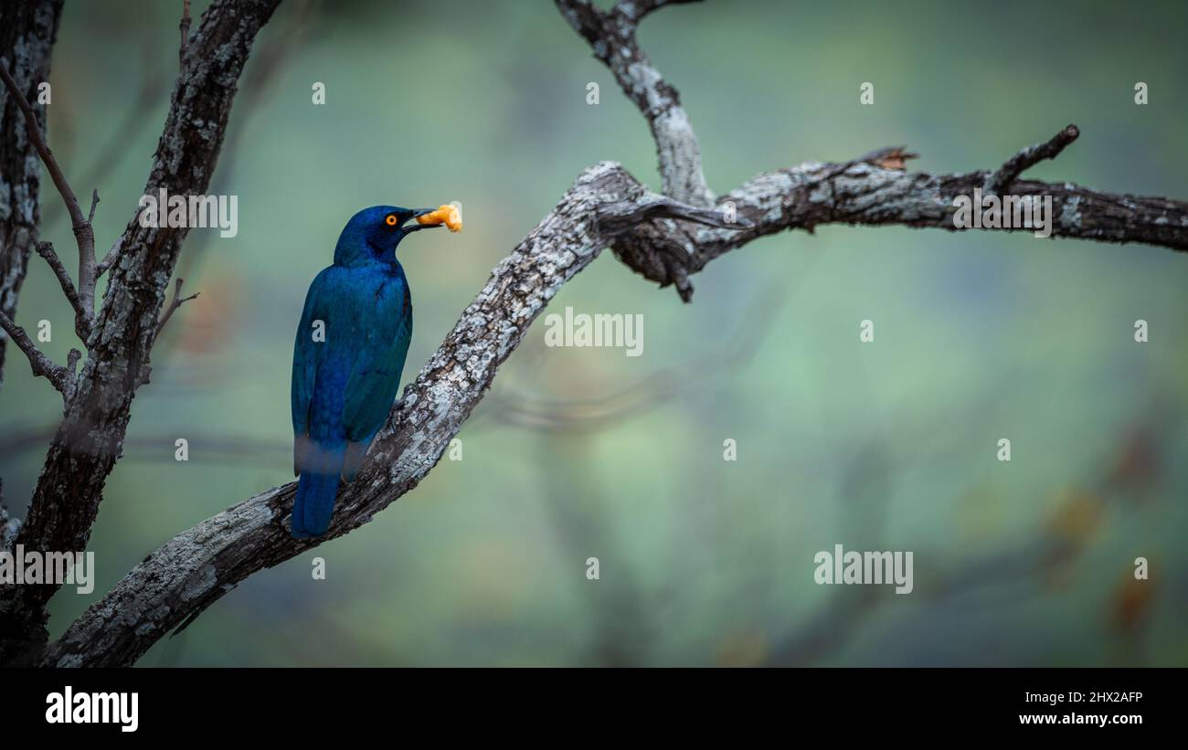 A blue cape starling feeding on some fruit while sitting on a branch ...
