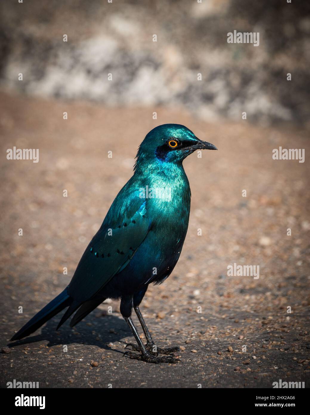 Glimmering blue cape starling in the sunlight Stock Photo - Alamy