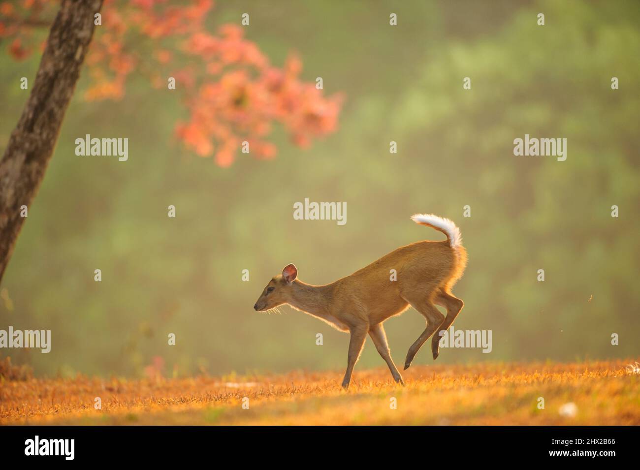 The first step of baby Muntjac on the golden grassland in the spring ...
