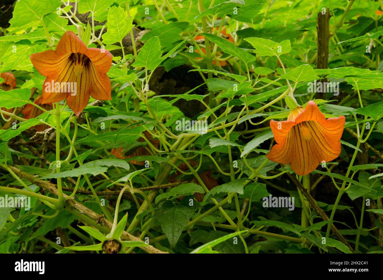Flowers of Canary Island bellflower Canarina canariensis. Valleseco ...