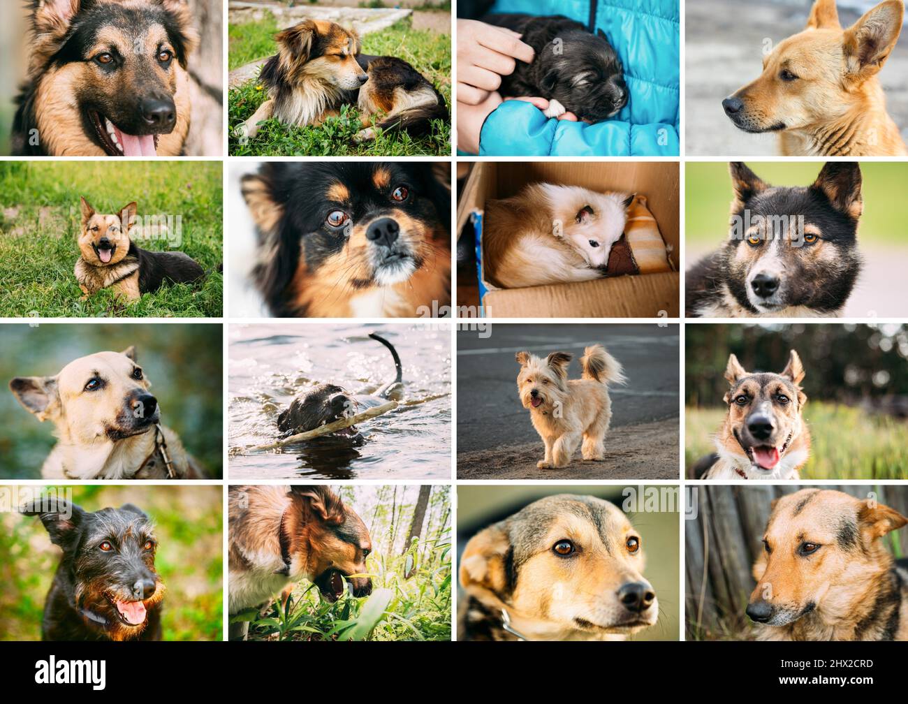 Mongrel and pedigree dogs hi-res stock photography and images - Alamy