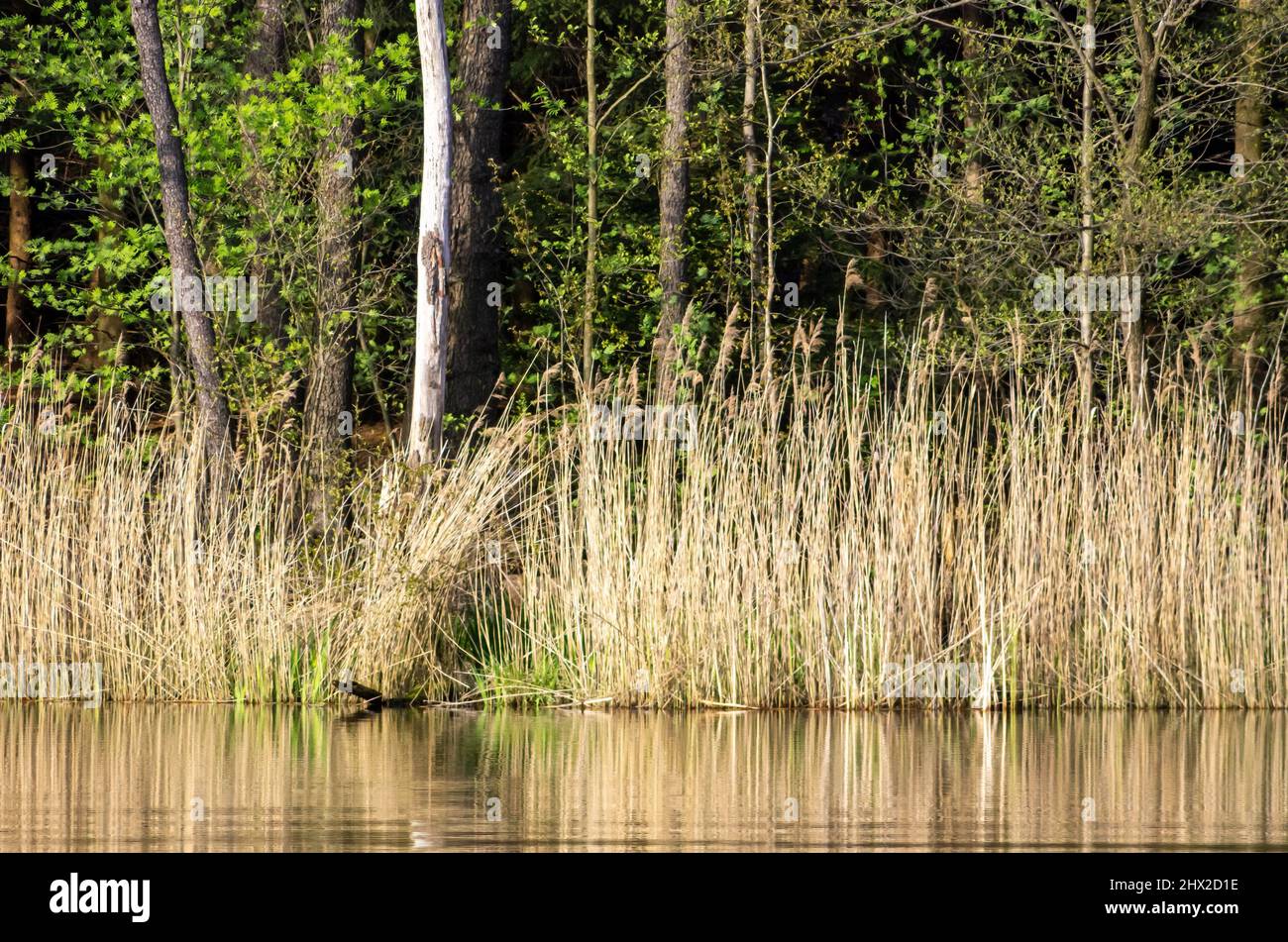 Reed in pond hi-res stock photography and images - Alamy