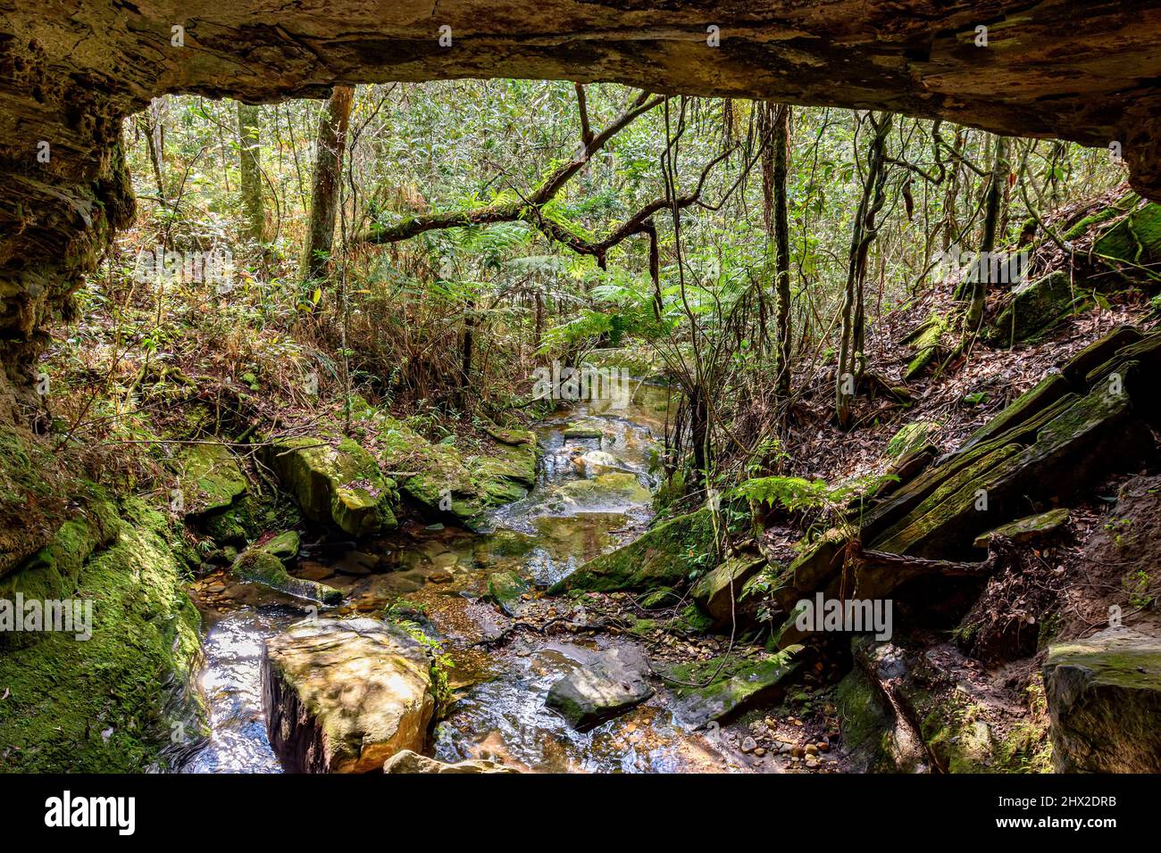 Lush forest interior hi-res stock photography and images - Alamy