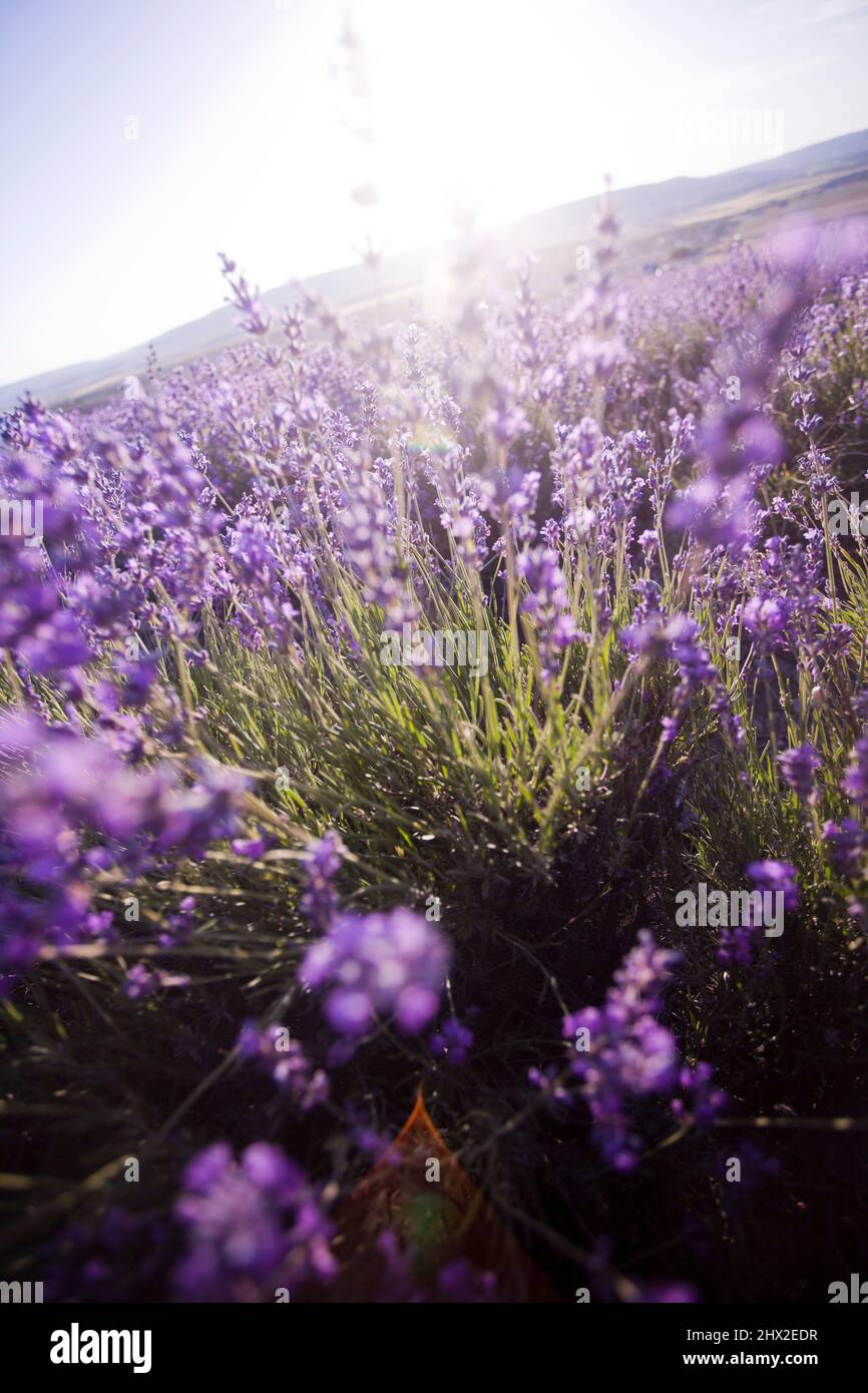 Beautiful image of lavender fields. Summer sunset landscape Stock Photo ...