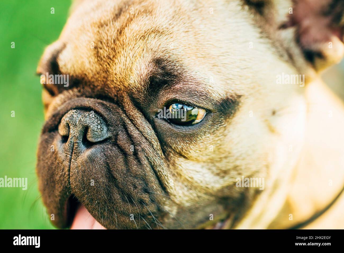 Close Up Eyes Dog, Head French Bulldog Stock Photo - Alamy