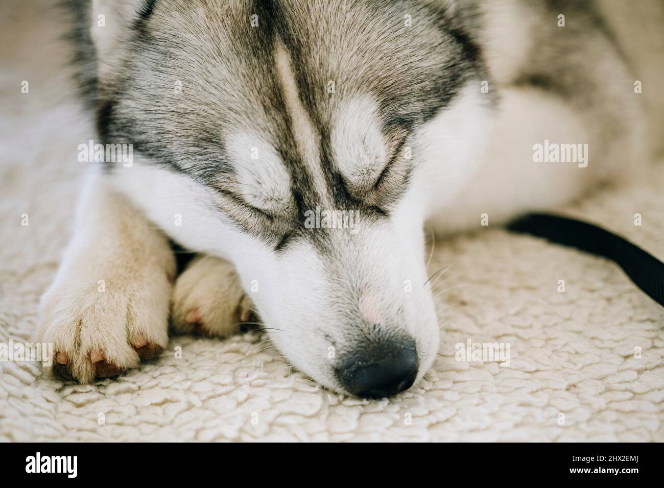 Sleeping siberian husky hi-res stock photography and images - Alamy