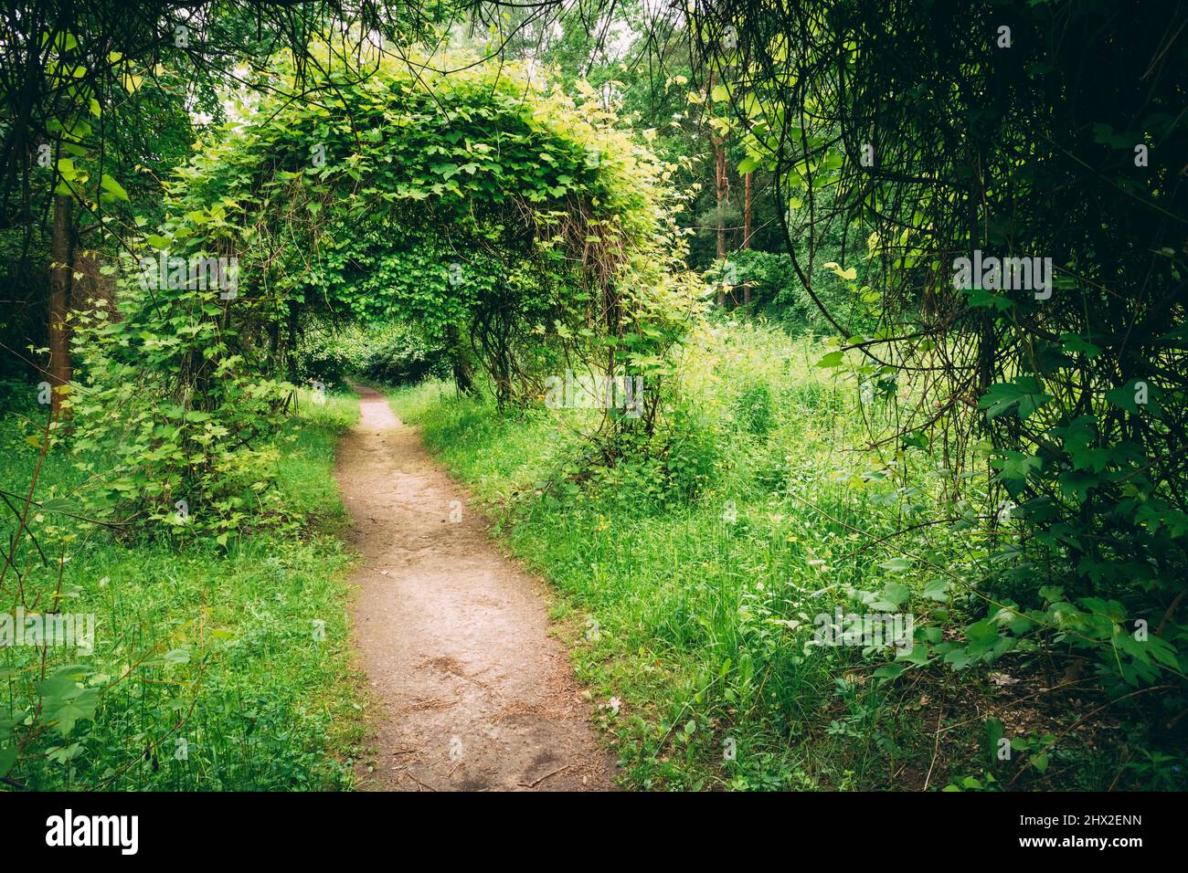 Walkway Lane Path With Green Trees And Bushes In Garden. Beautiful ...