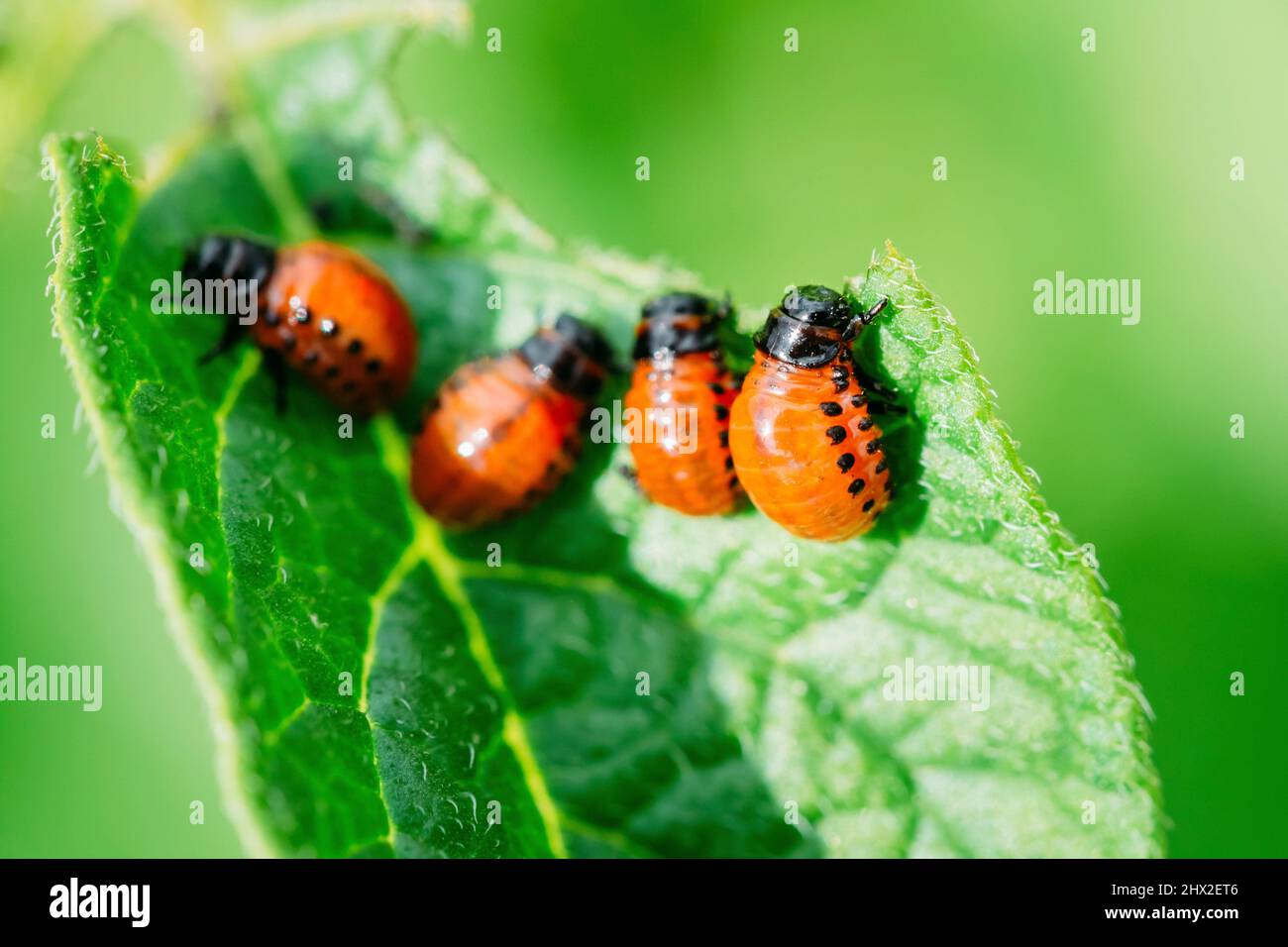 Red striped beetle hi-res stock photography and images - Alamy