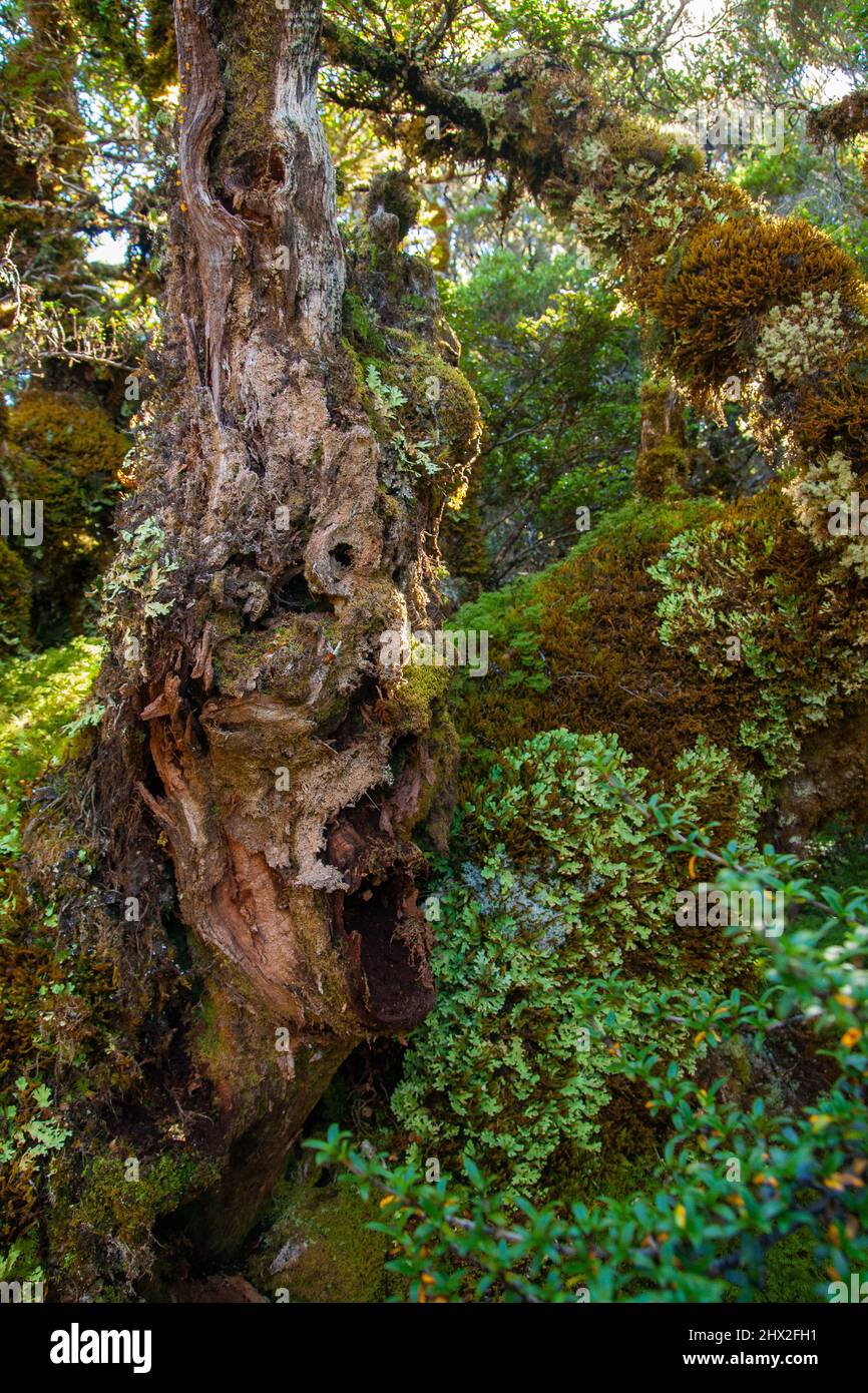 Moss covered native rainforest of New Zealand, unique shaped woods of ...