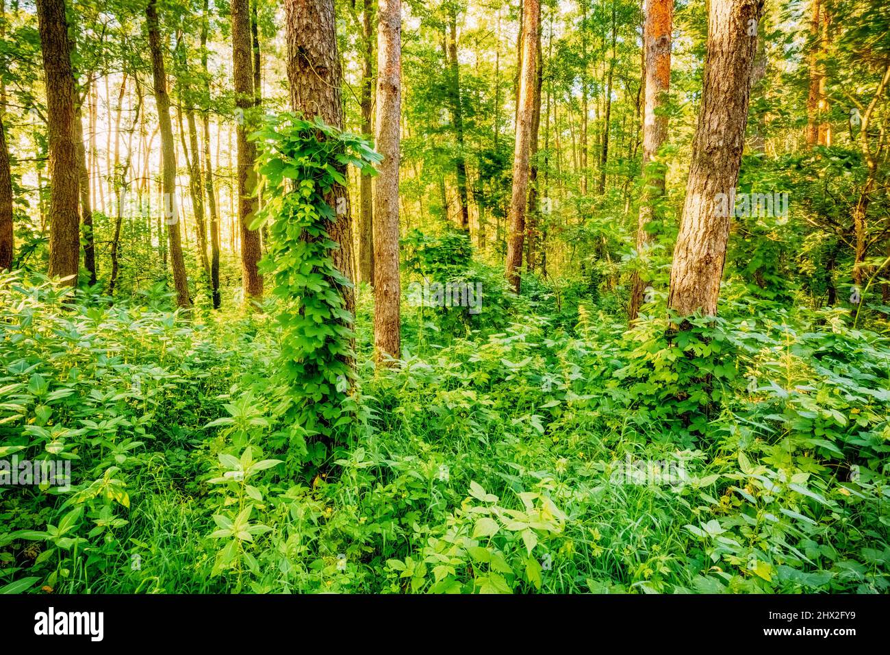 Mixed evergreen forest hi-res stock photography and images - Alamy