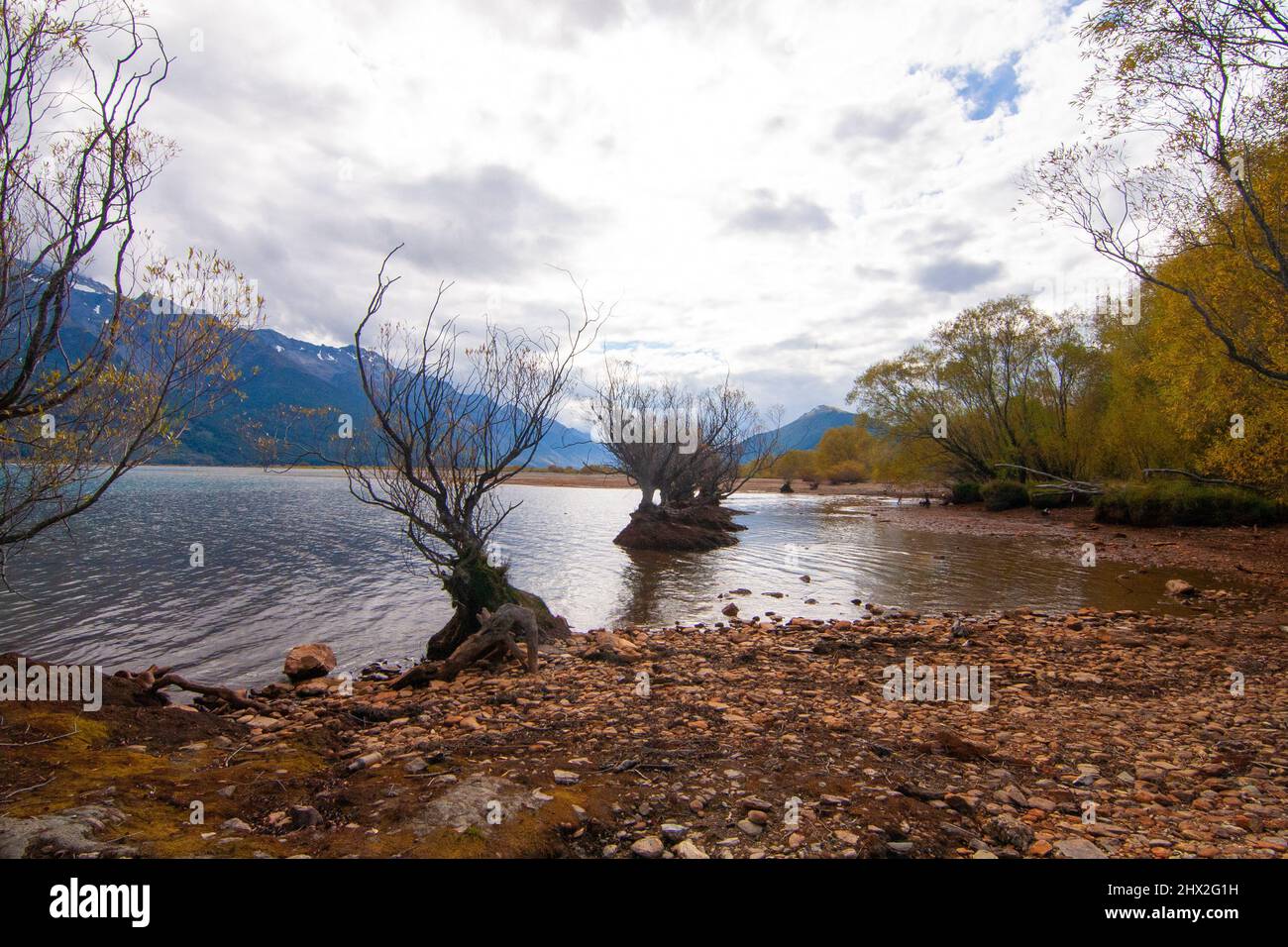 Willow trees growing in Lake Wakatipu autumn colours, Glenorchy New ...