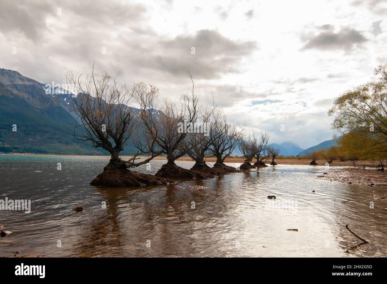 Famous willow trees glenorchy hi-res stock photography and images - Alamy