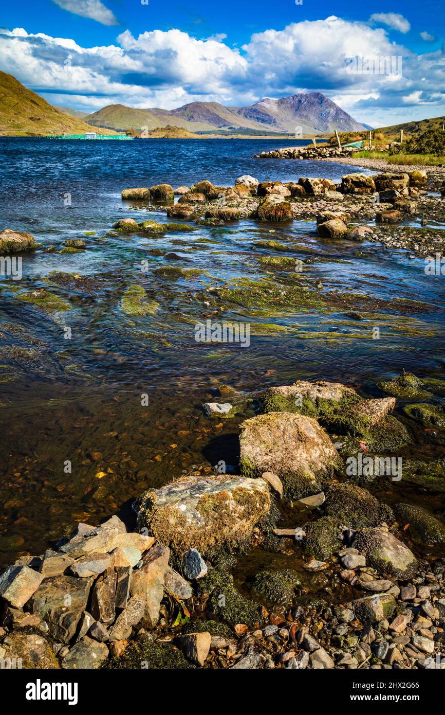 Coille mhor hi-res stock photography and images - Alamy