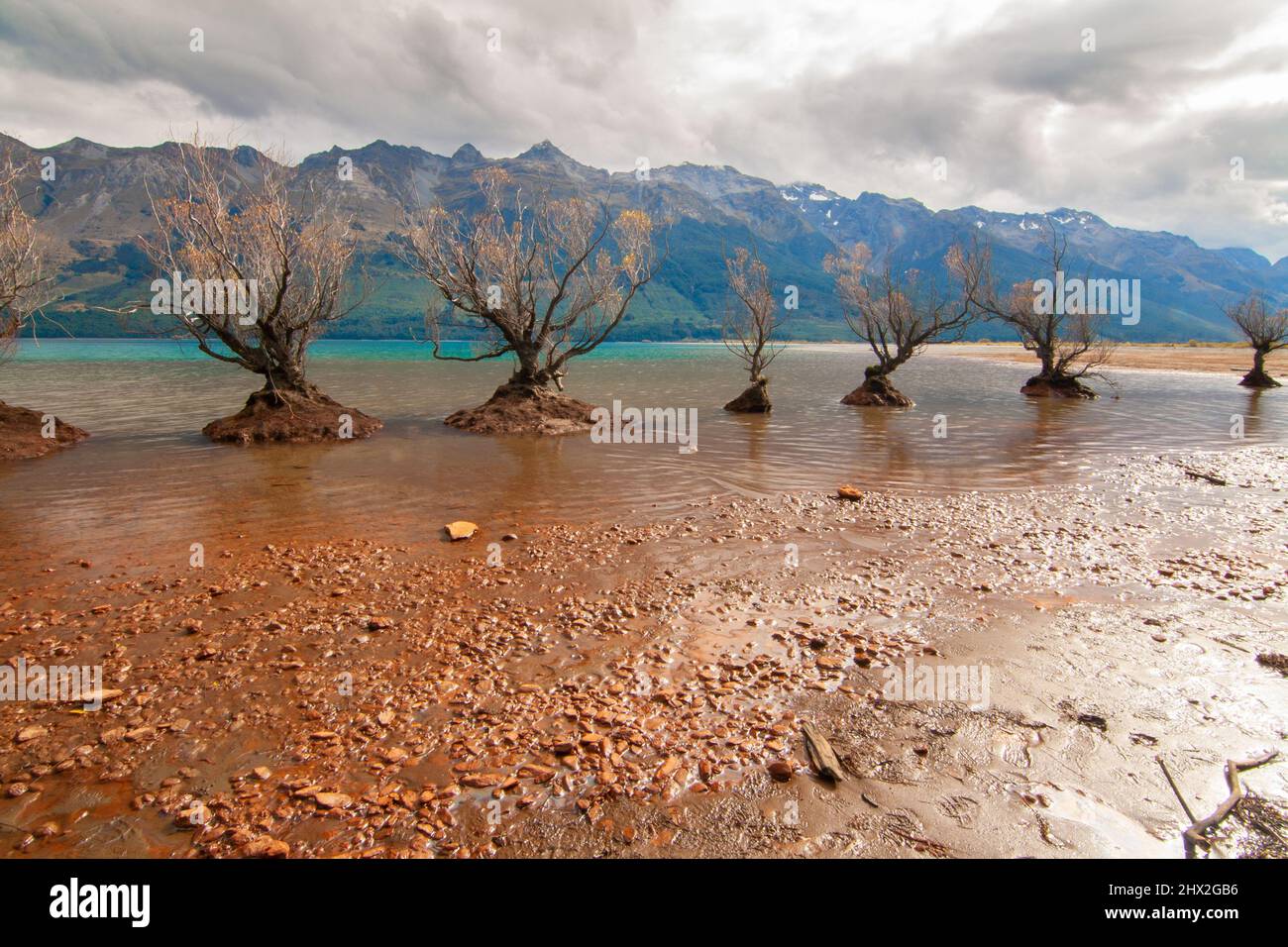 Willow trees growing in Lake Wakatipu, Glenorchy New Zealand, South ...