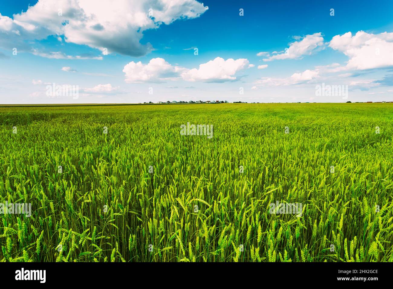Green field backdrop hi-res stock photography and images - Alamy