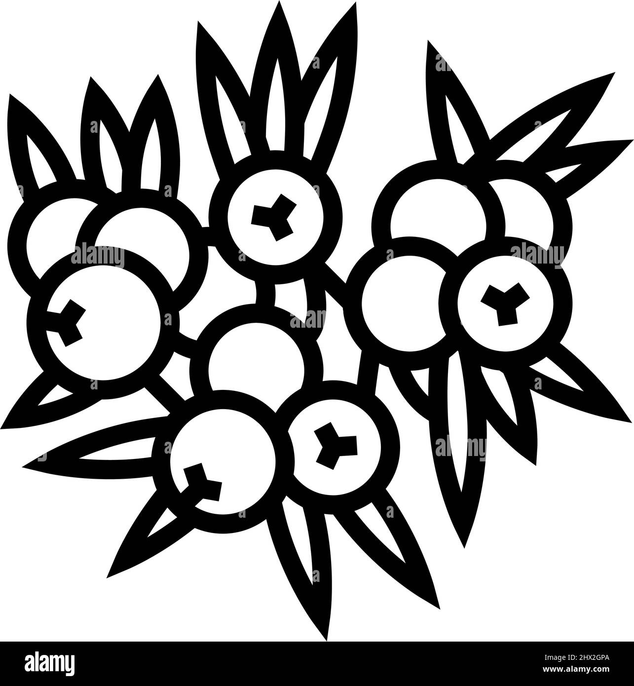 juniper berry line icon vector illustration Stock Vector Image & Art ...