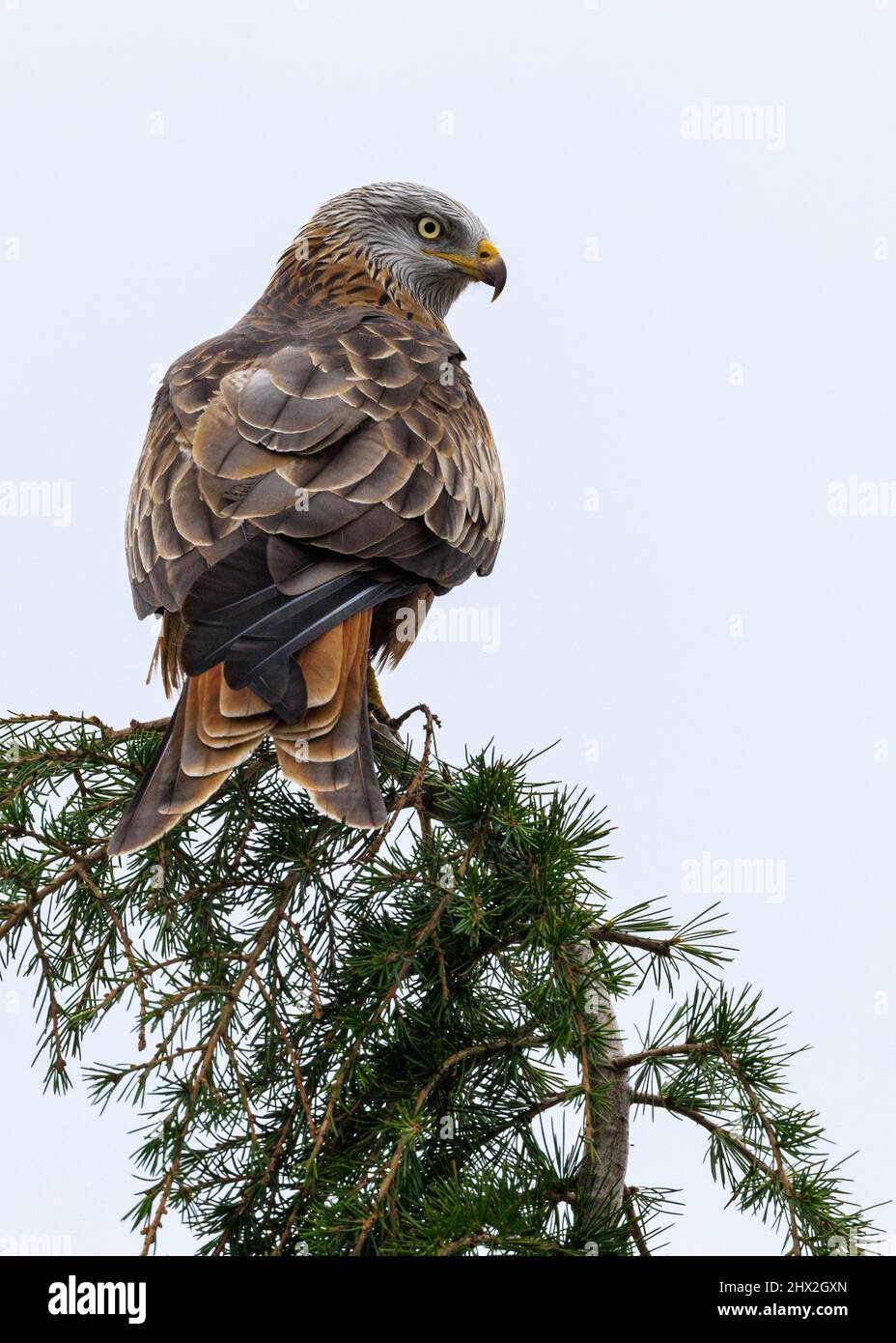 Red kite chilterns hi-res stock photography and images - Alamy