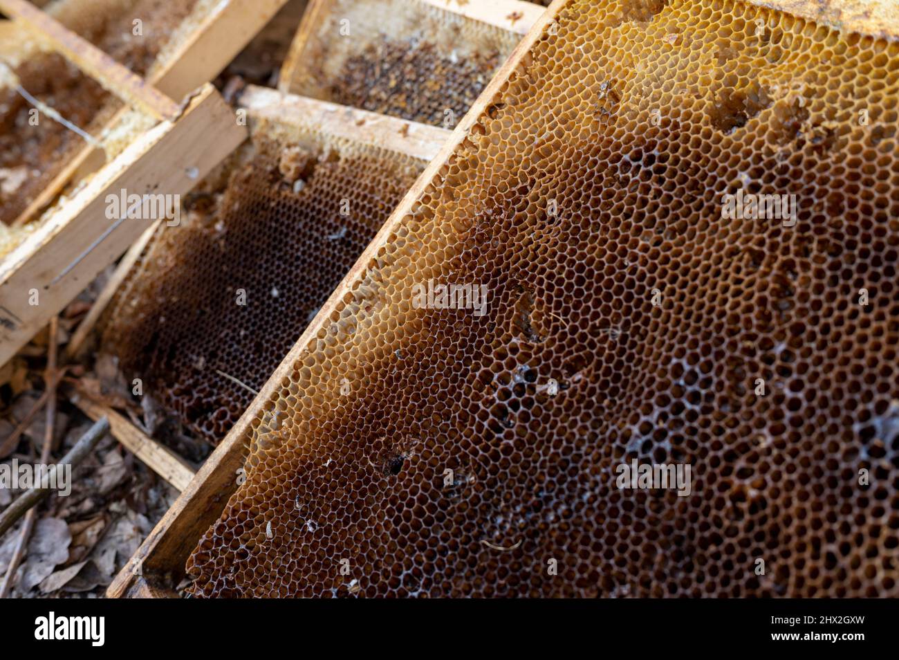 Some old bee panels leaning against a wall. Bee collecting honey Stock ...