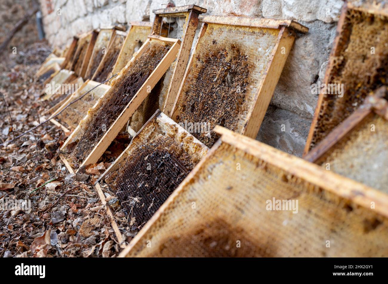Some old bee panels leaning against a wall. Bee collecting honey Stock ...