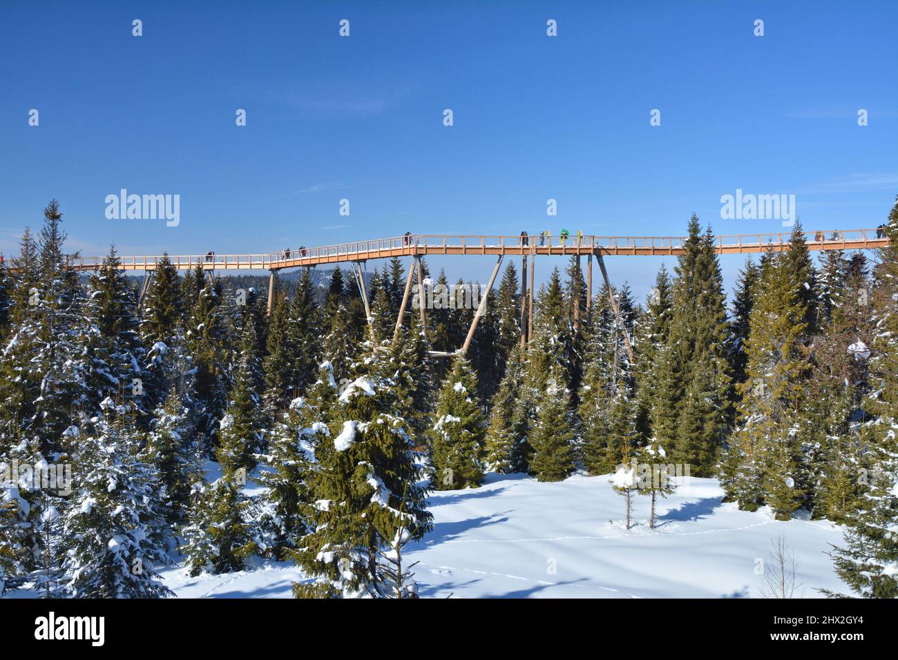 The treetop walk Bachledka in Bachledova valley in Slovakia. Scenic ...