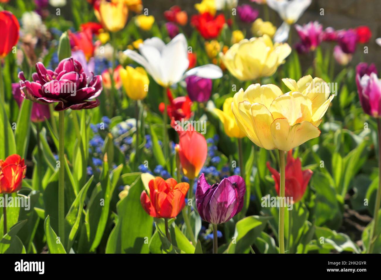 Colorful spring tulip flowers field in sunlight. Flower background ...