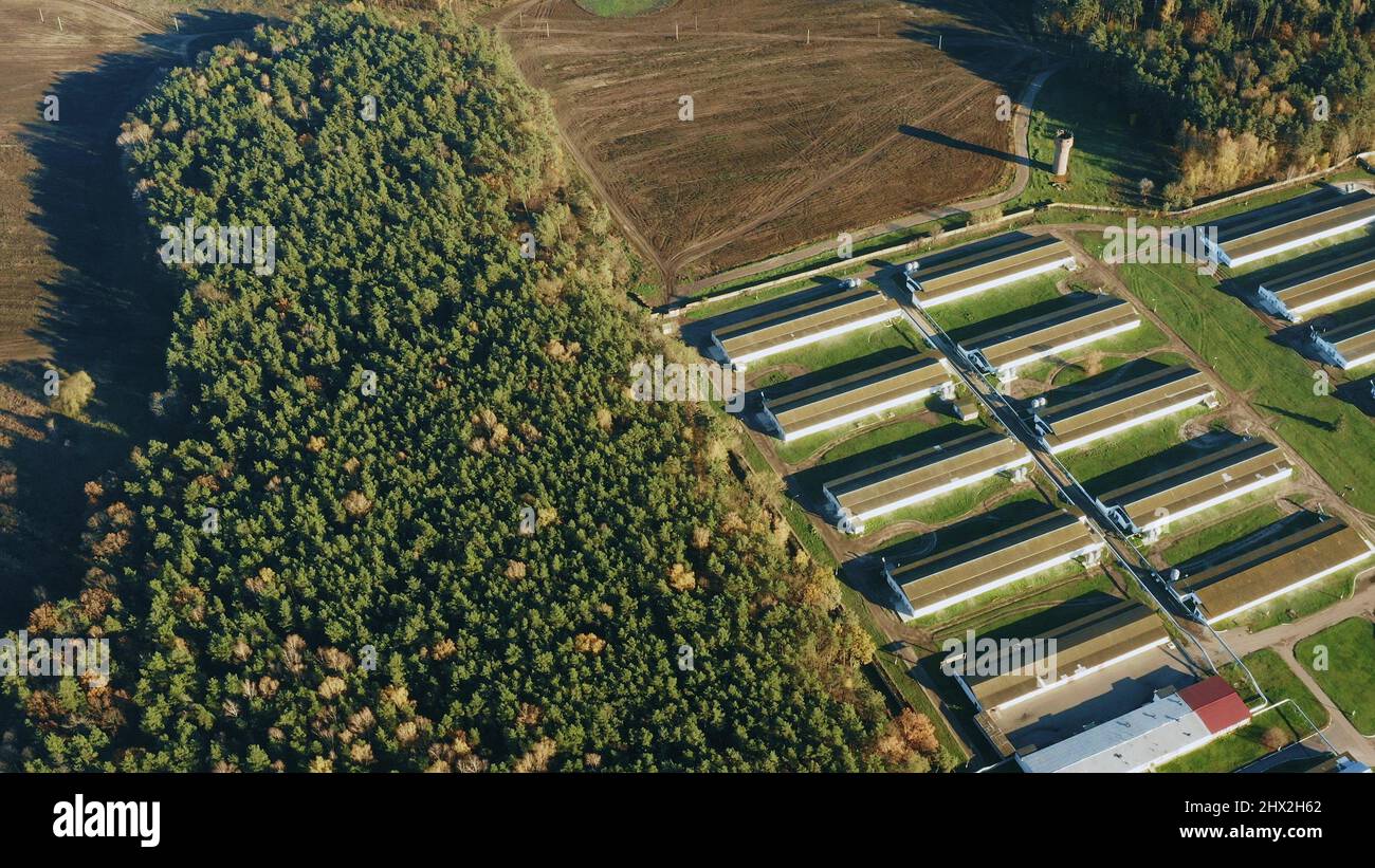 Aerial View Modern chicken farm, barns, Sheds. Bird's-eye View In Sunny ...