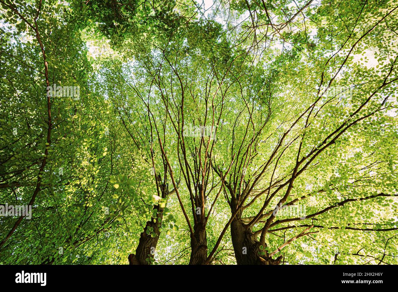 Sunny top view wood canopy hi-res stock photography and images - Alamy