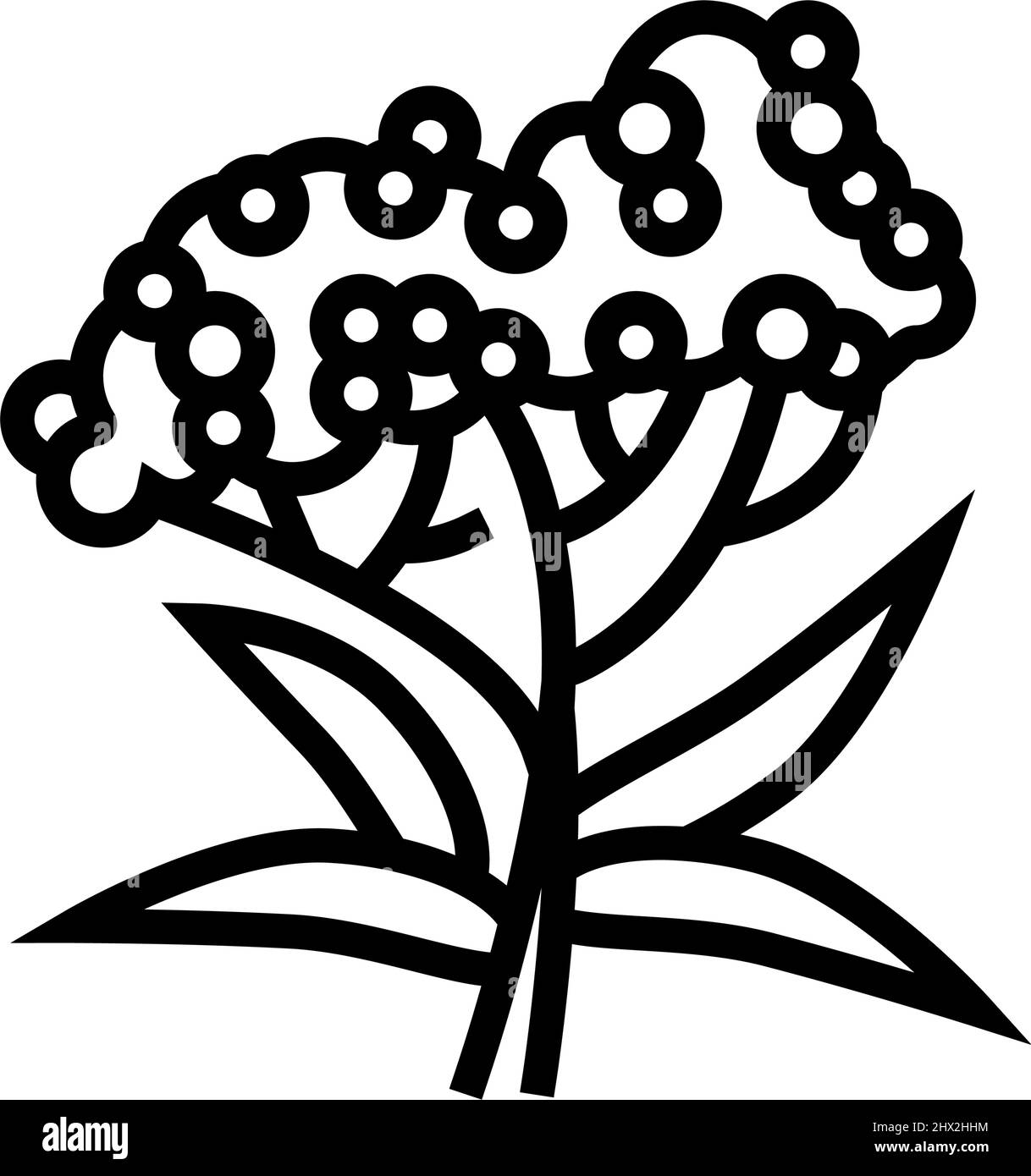 elderberry tree branch line icon vector illustration Stock Vector Image ...