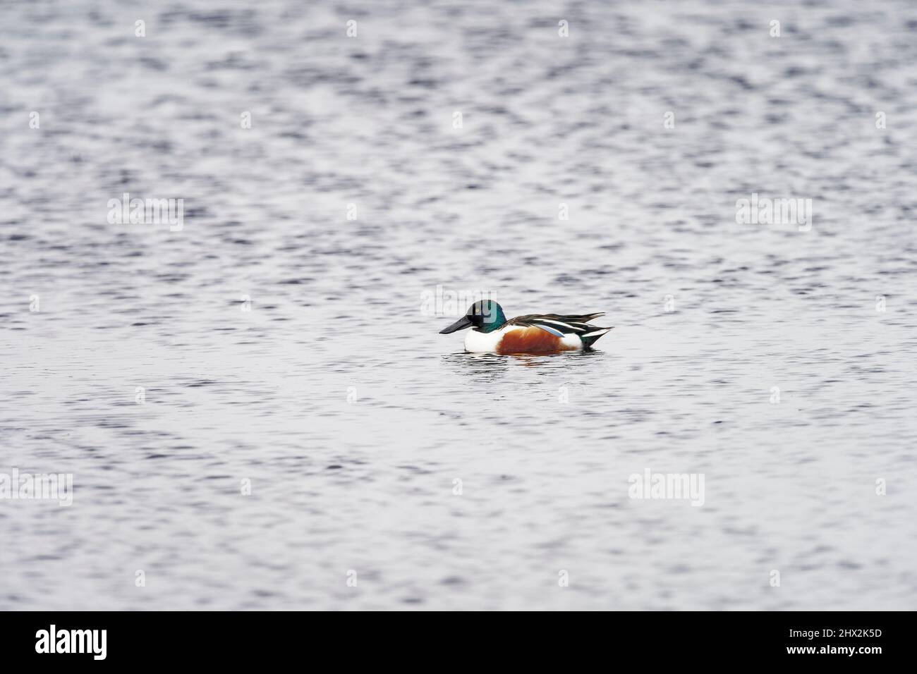Eurasian shoveler duck on somerset marsh land Stock Photo - Alamy