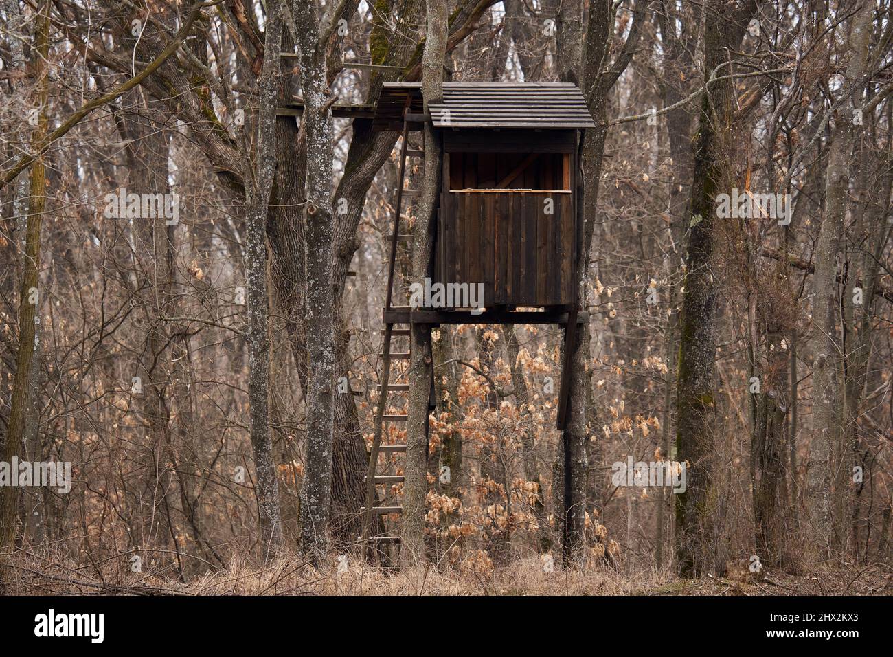 Hunting shelter in the forest, also used as wildlife observatory Stock ...