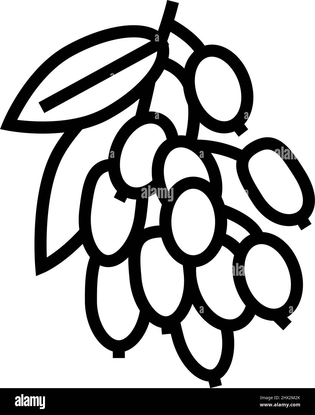 Goji berry leaves Stock Vector Images - Alamy