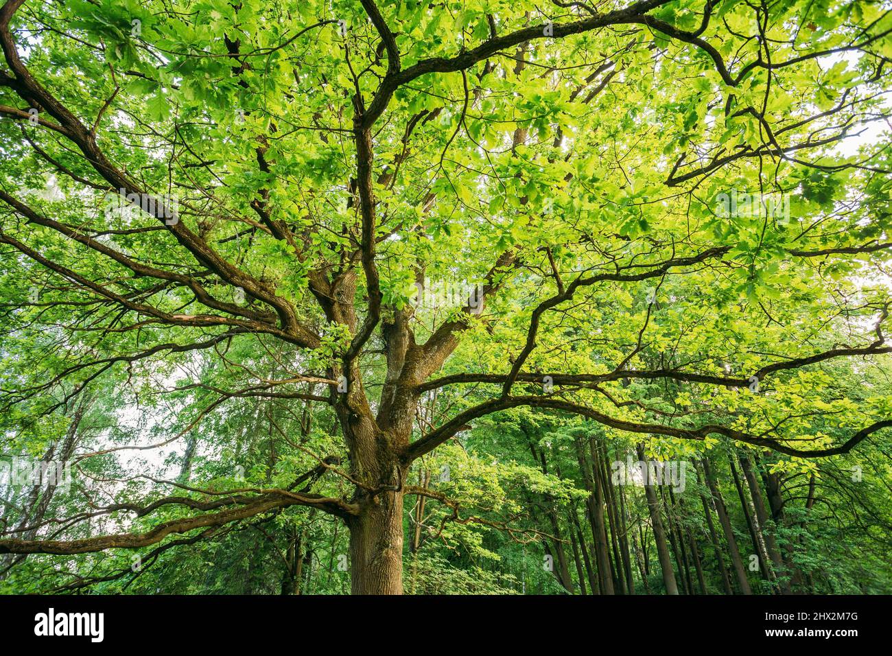 Deciduous tall tree hi-res stock photography and images - Alamy