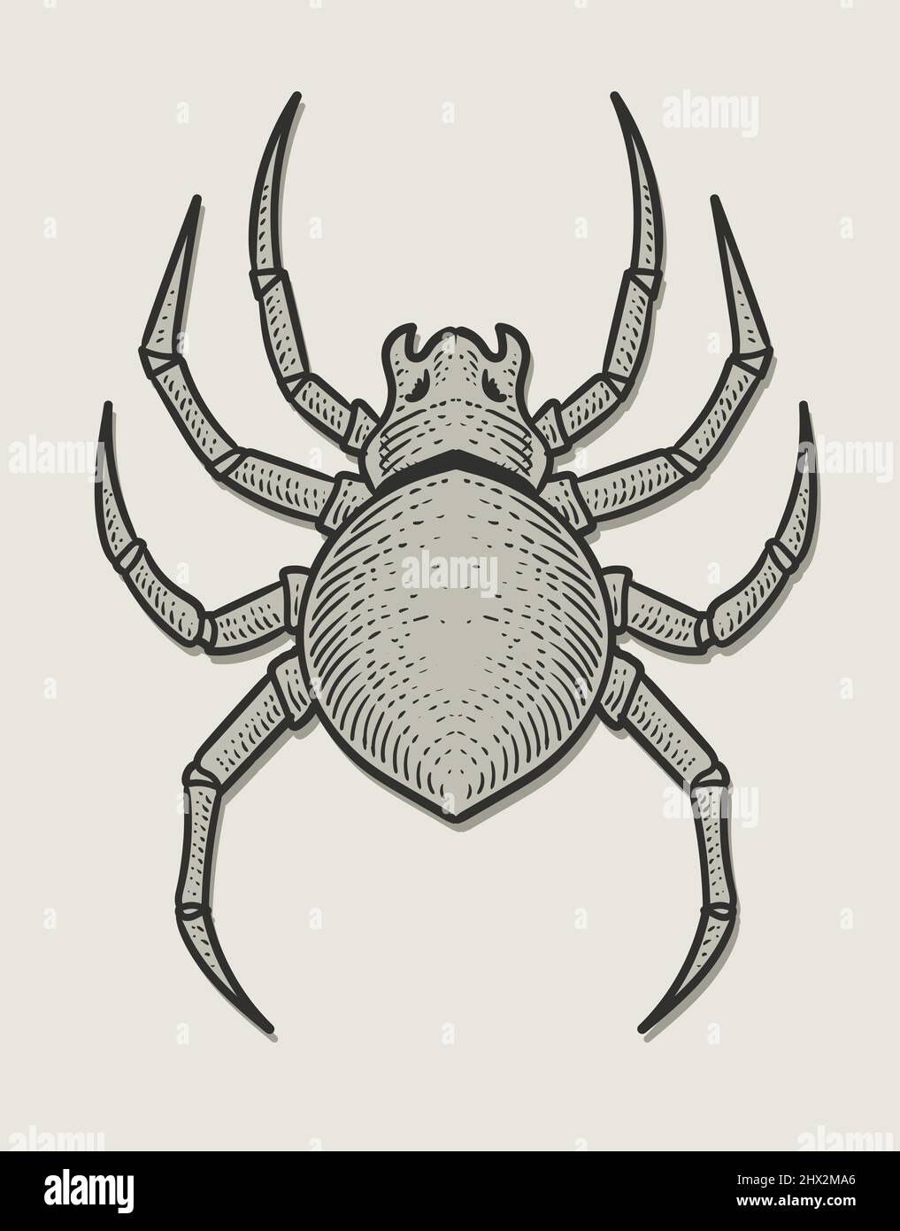 Wolf spider prey Stock Vector Images - Alamy