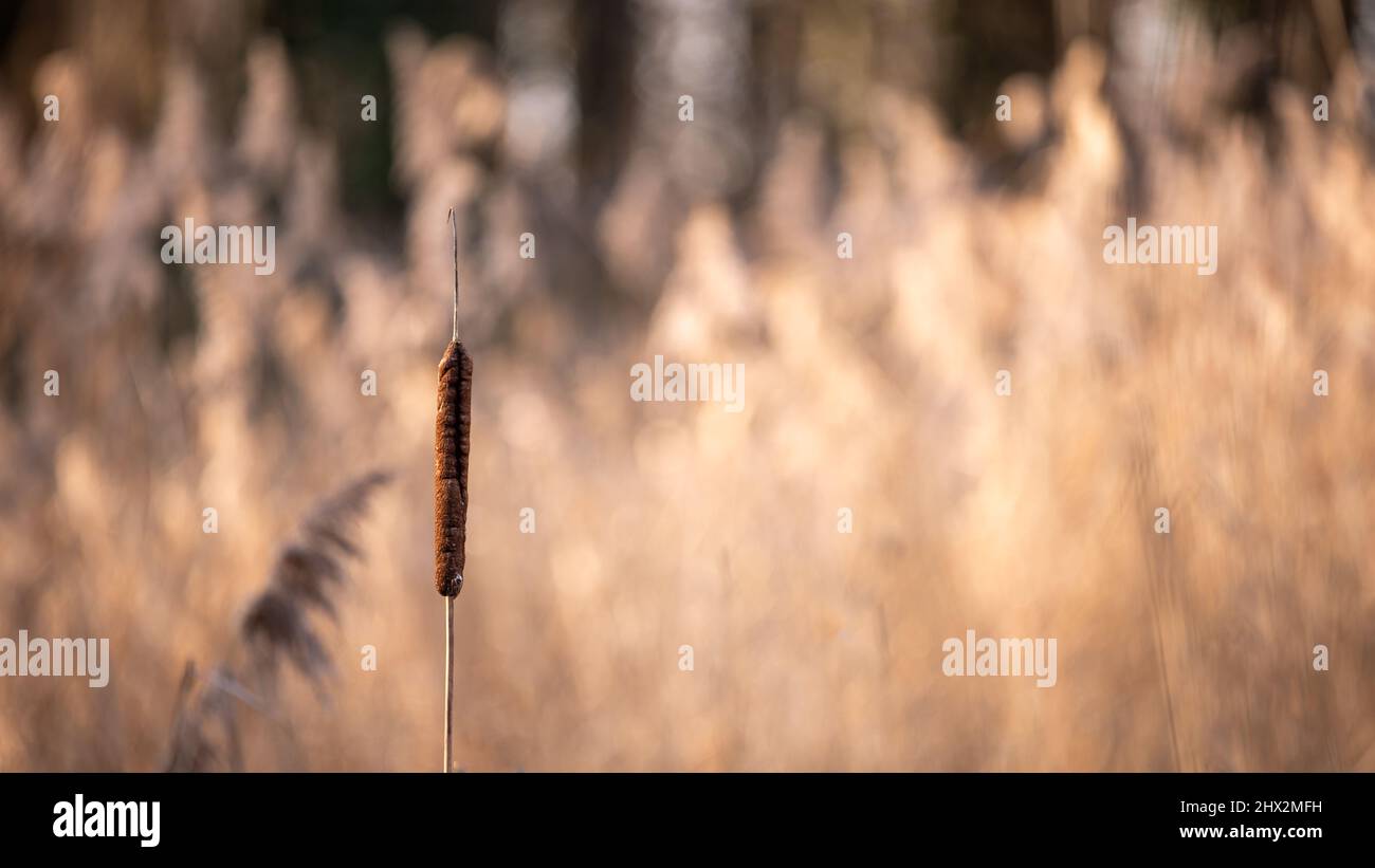 Bulrush flower hi-res stock photography and images - Alamy