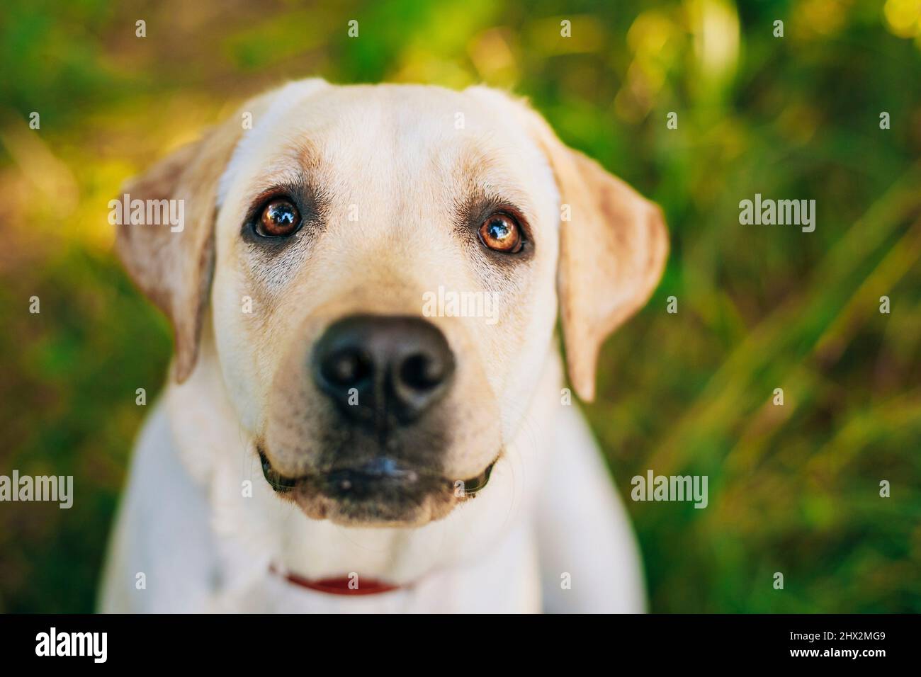 White female labrador hi-res stock photography and images - Alamy