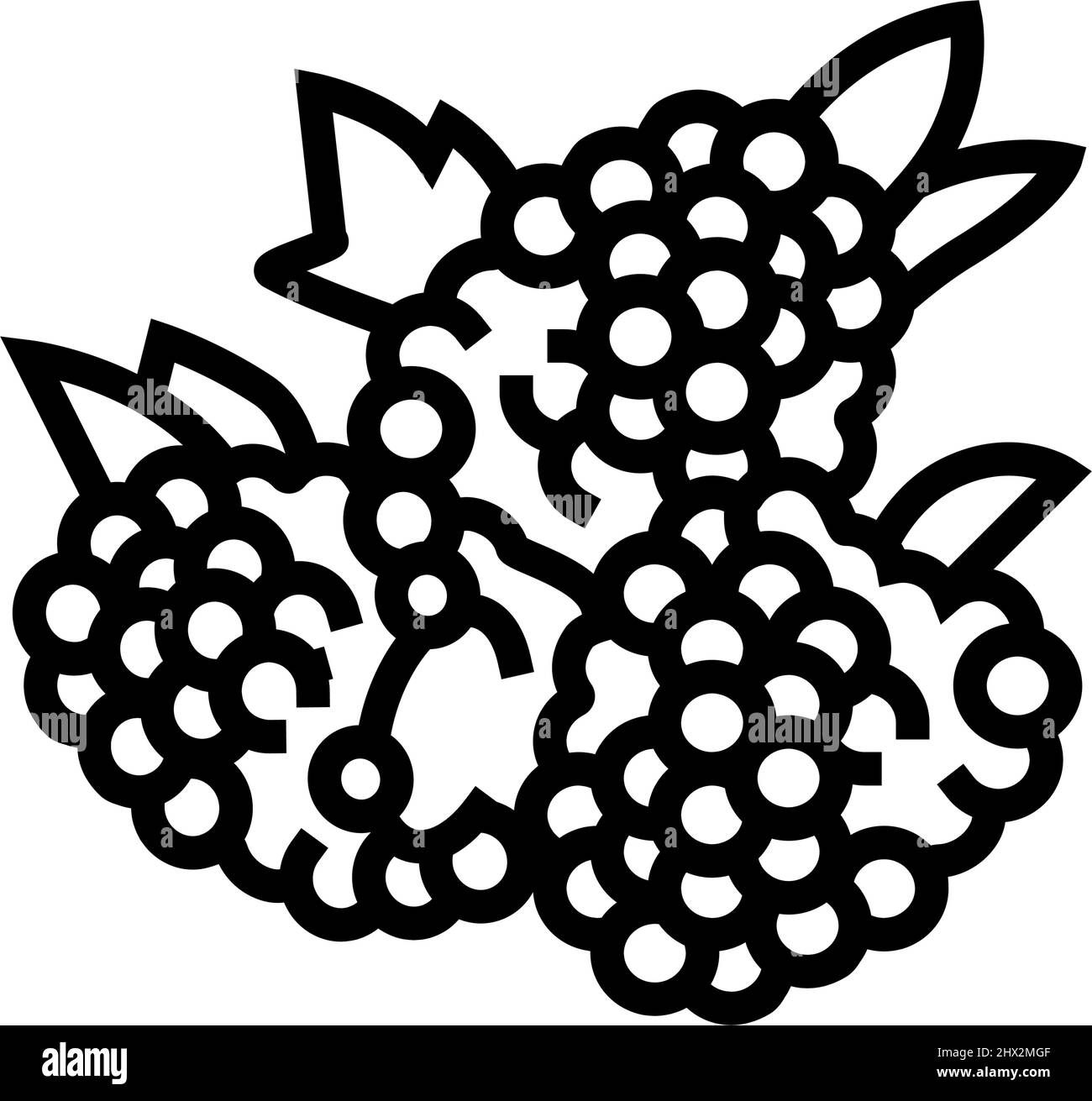 Raspberry tree leaves Black and White Stock Photos & Images - Alamy