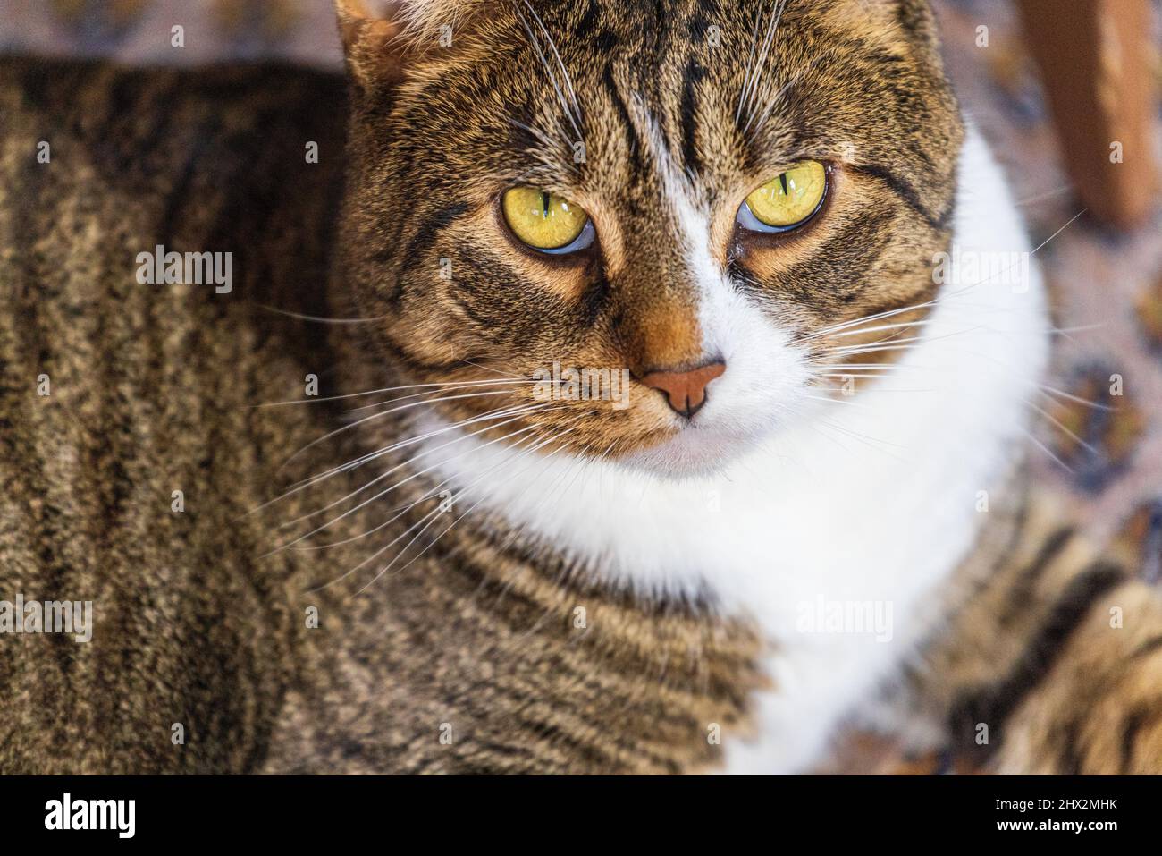 Cat intense look hi-res stock photography and images - Alamy